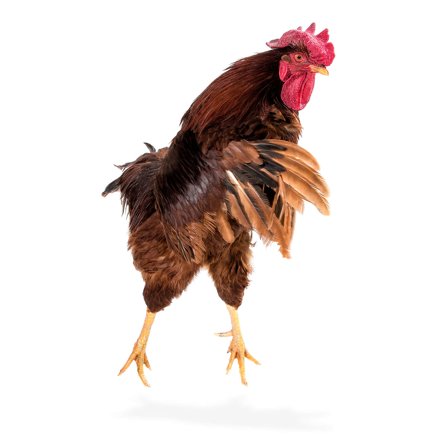 Chicken Quiz - Welcome