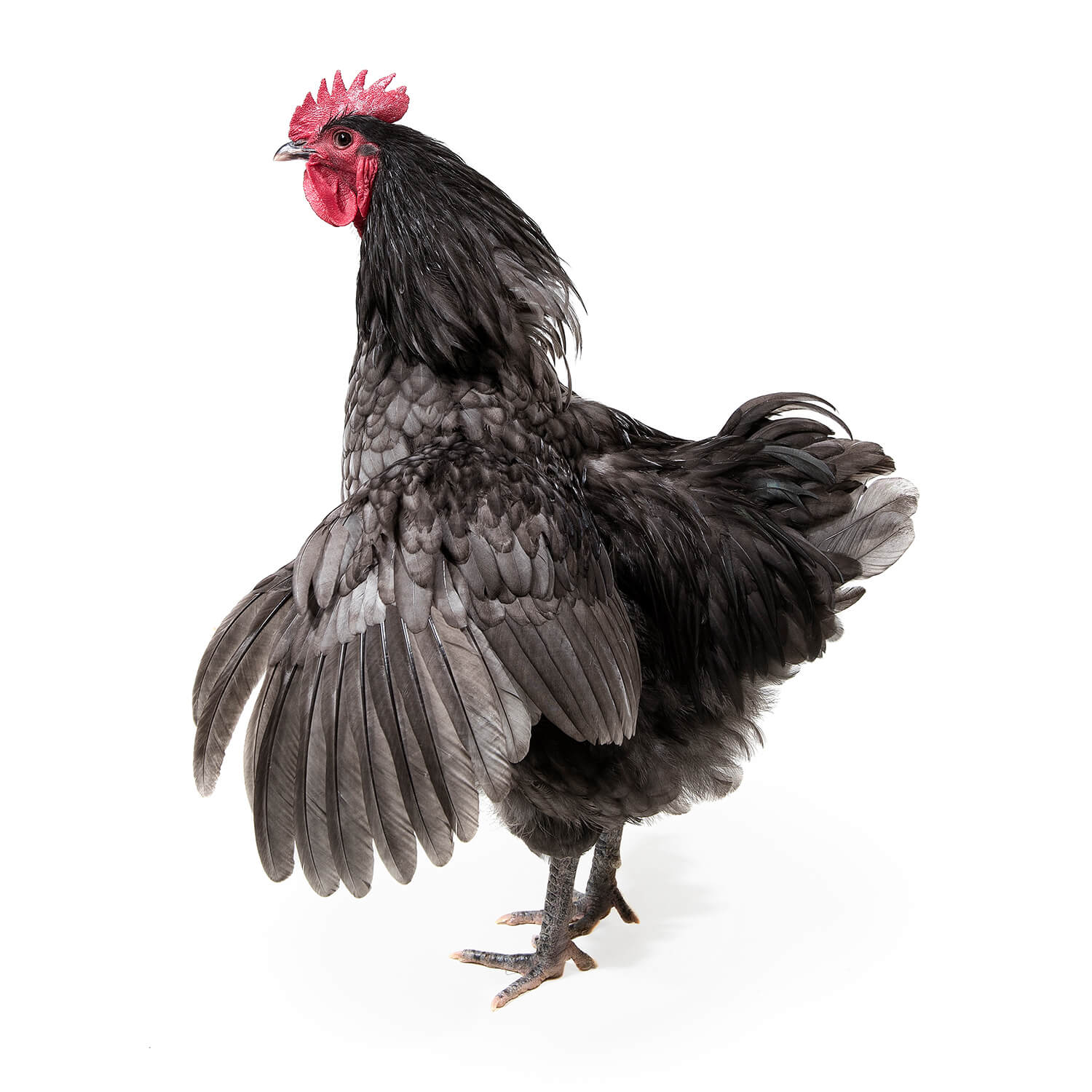 Chicken Quiz - Welcome